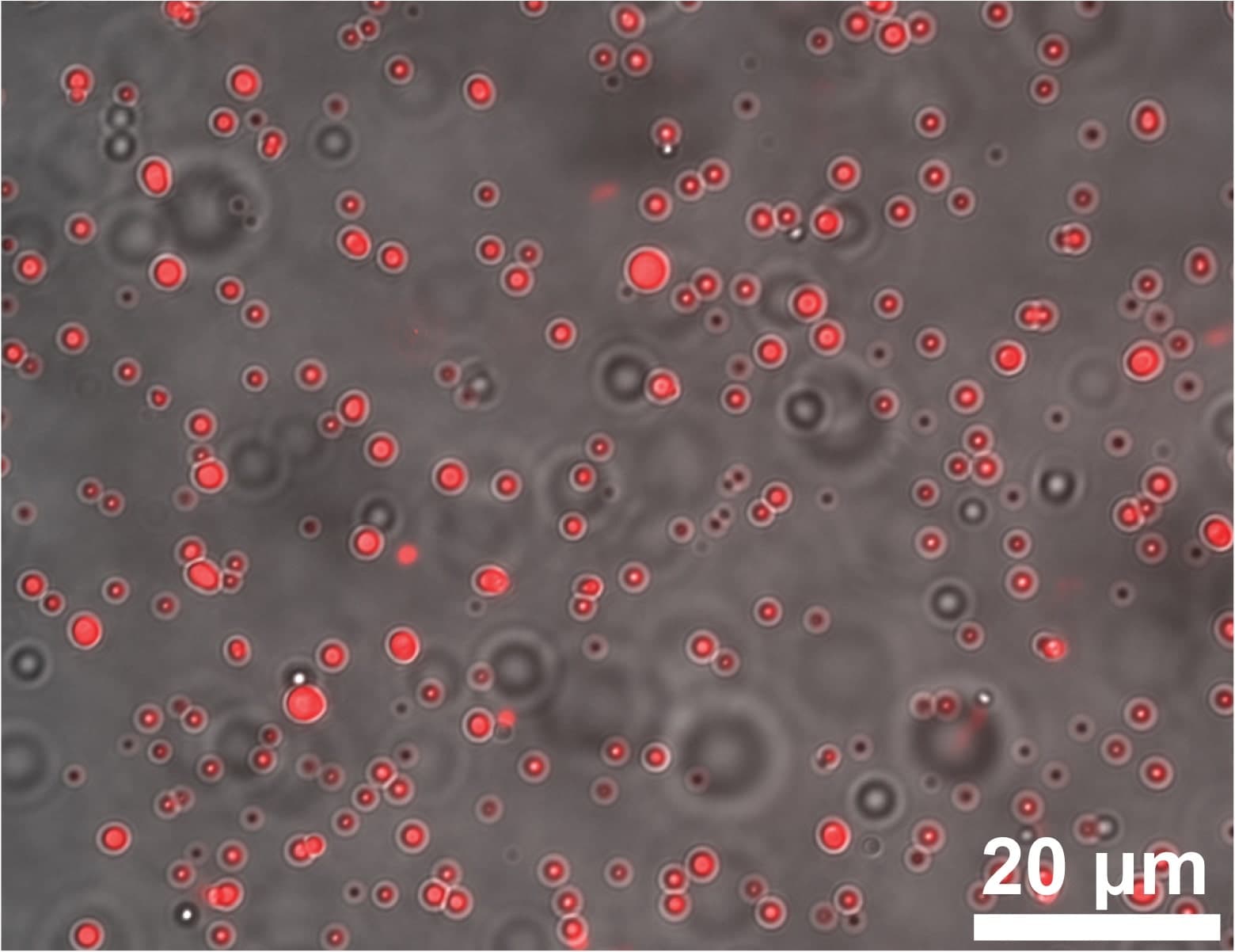 BBML — Liquid-Liquid Phase Separation